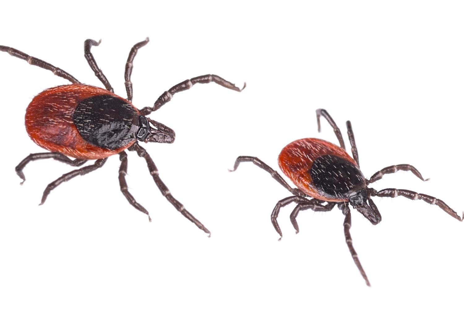 Mosquito & Tick Removal Treatments - Pest Kings Wildlife And Pest Control