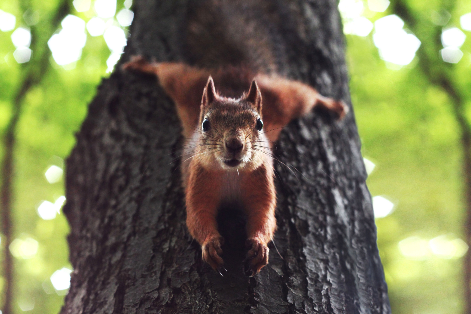Squirrel Removal - Pest Kings Wildlife And Pest Control