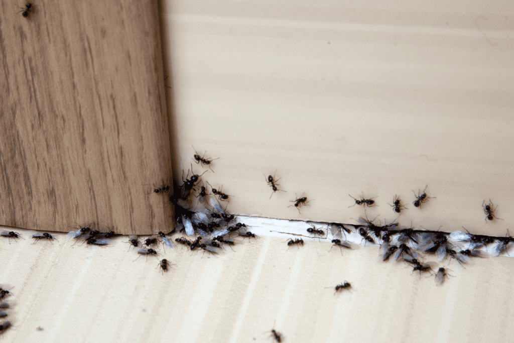 10 Tips To Keep Ants Out - Ant Removal Aftercare-