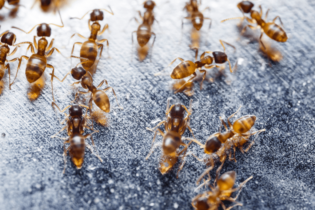 10 Tips To Keep Ants Out - Ant Removal Aftercare-
