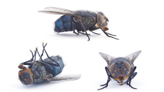 How To Get Rid of Cluster Flies: Cluster Fly Removal Recommendations