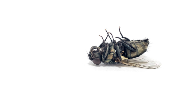 How To Get Rid of Cluster Flies: Cluster Fly Removal Recommendations