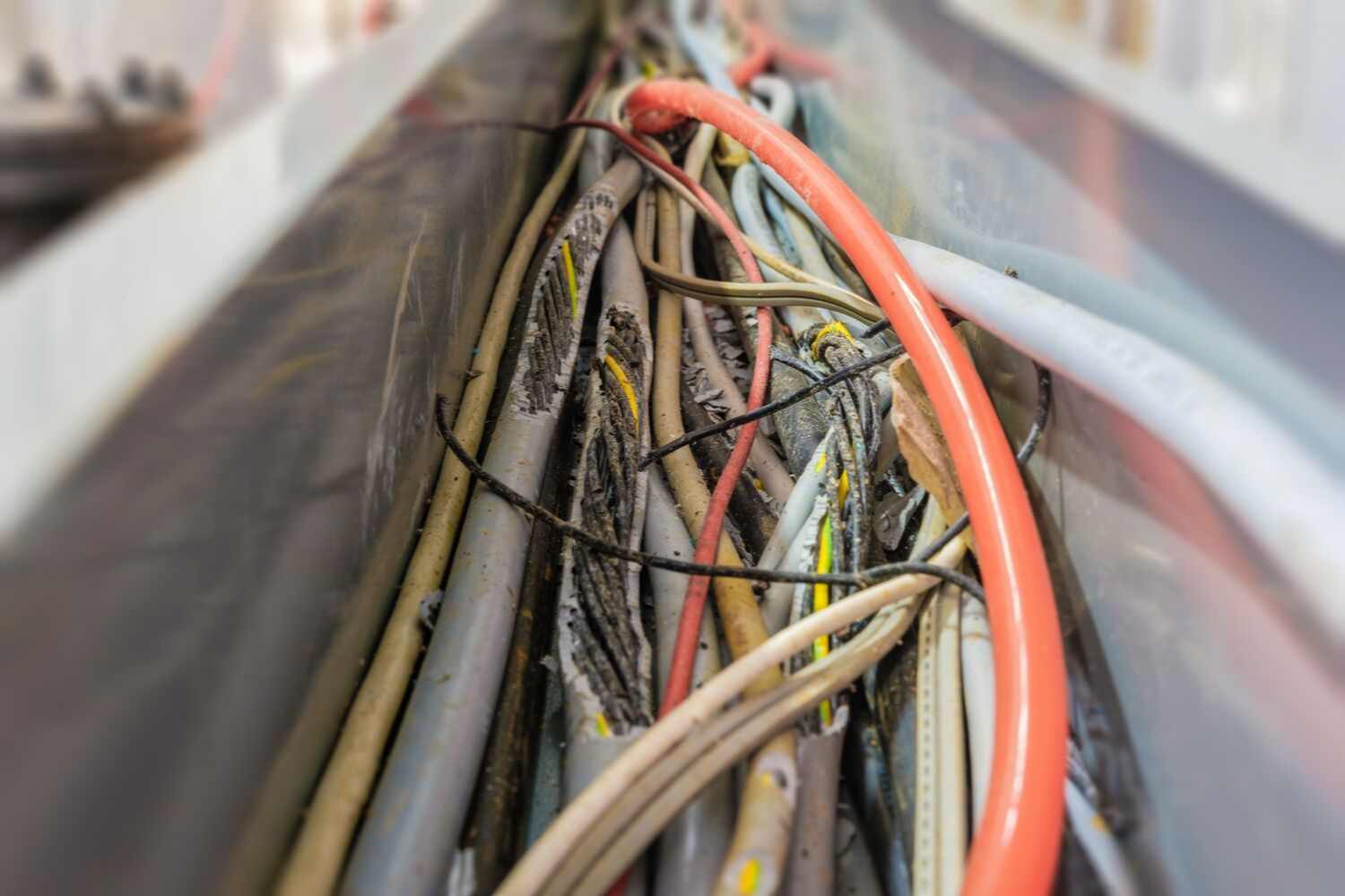 Dealing With Mouse Infestations This Fall